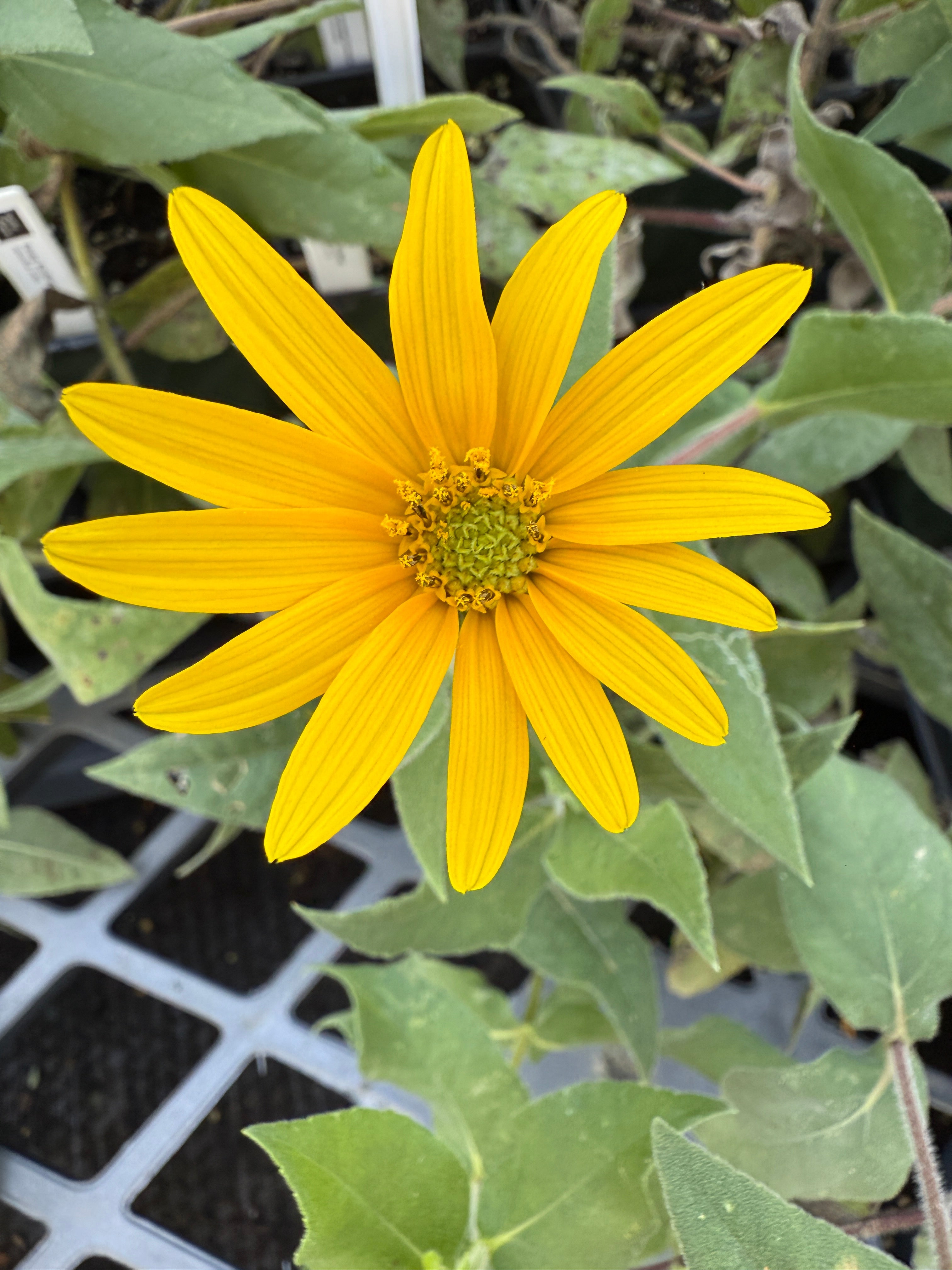 Downy Sunflower - Helianthus mollis – ReWild Memphis