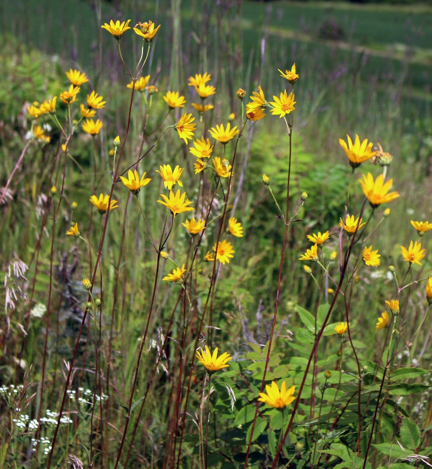 Western Sunflower - Helianthus occidentalis – ReWild Memphis